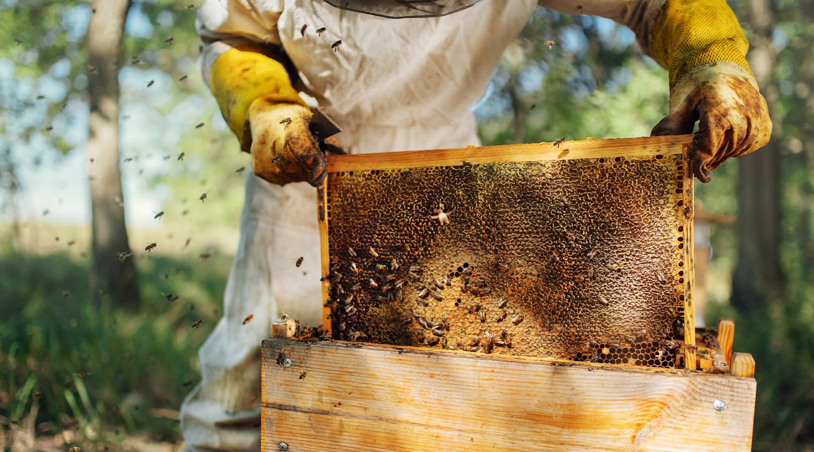 Our Sustainability Journey... | Barons Eden